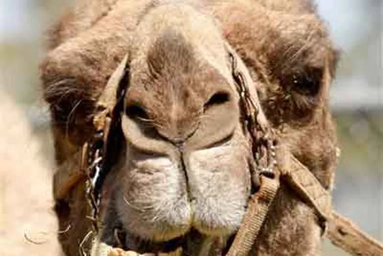 Penn frat cleared of alleged camel abuse