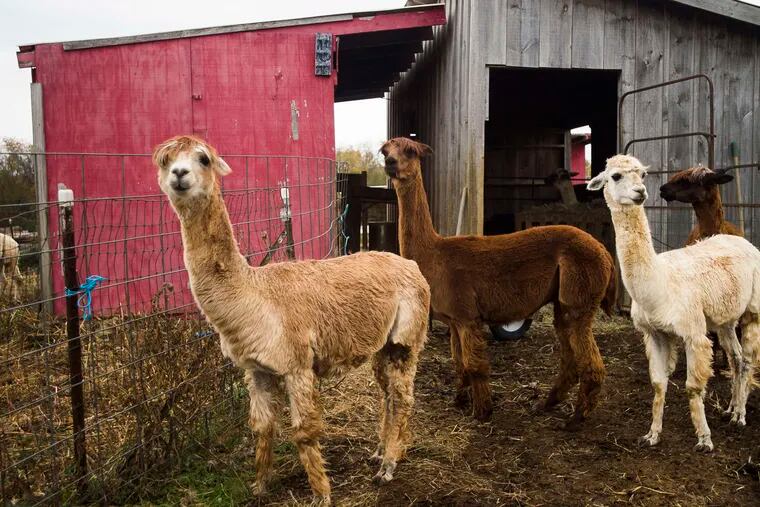 Pa.-bred alpacas, koi, goats