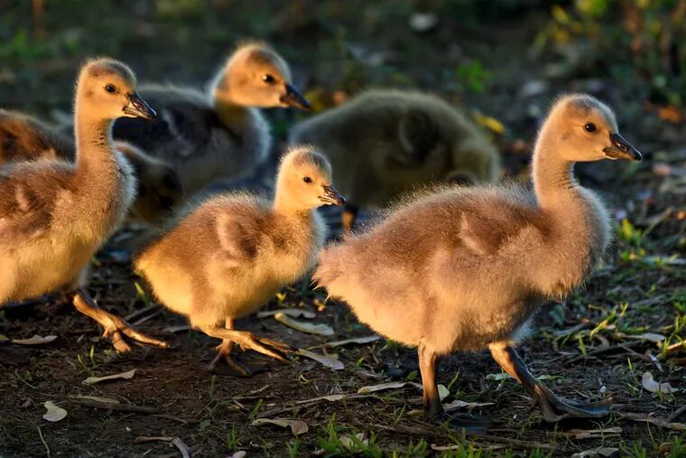 Cuter than Baby Yoda or Sonic the Hedgehog : The annual spring debut of ...