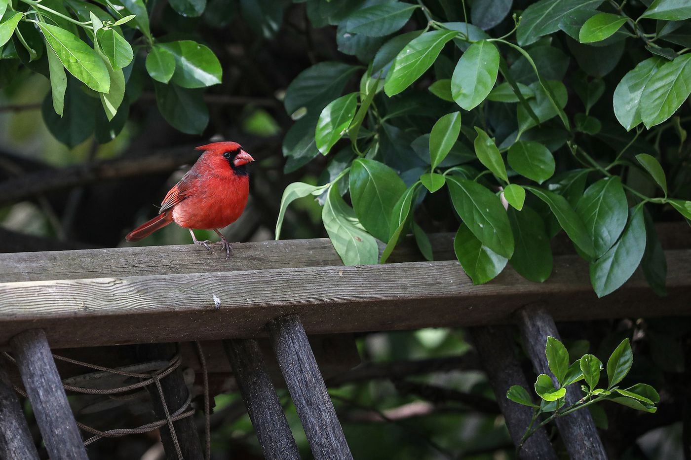 A cardinal for every life lost: New Jersey man uses photography to ...