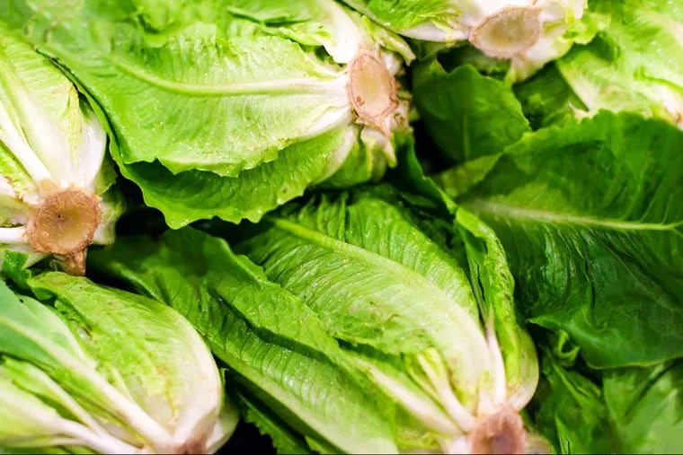 Source of tainted lettuce still mystery as Pa. leads biggest E. coli ...