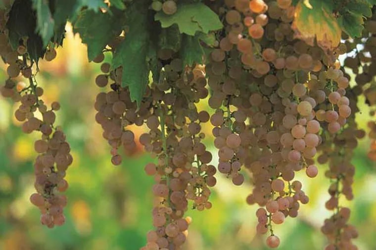 Planet of the Grapes: Soave