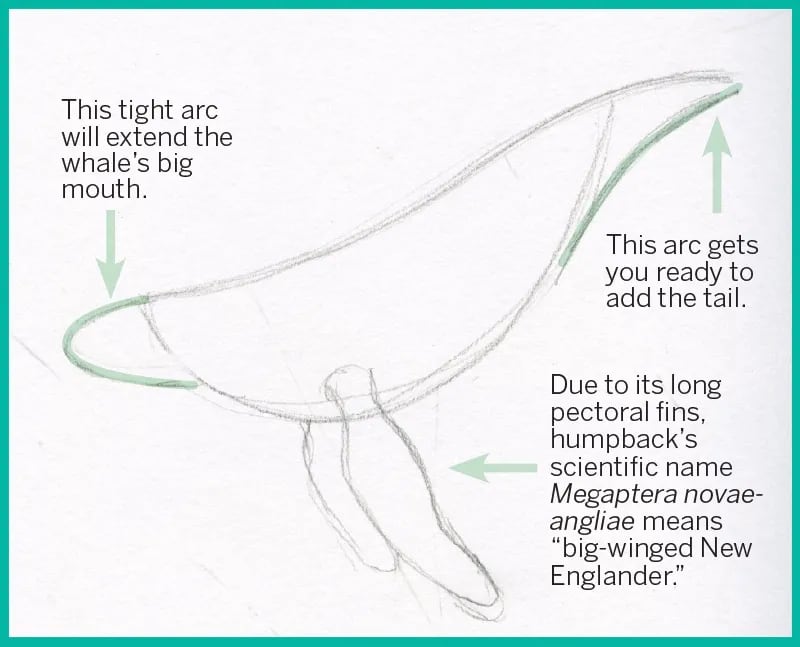 How To Draw A Humpback Whale