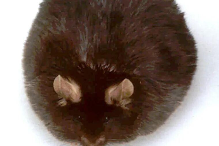 Fattest Mouse In The World