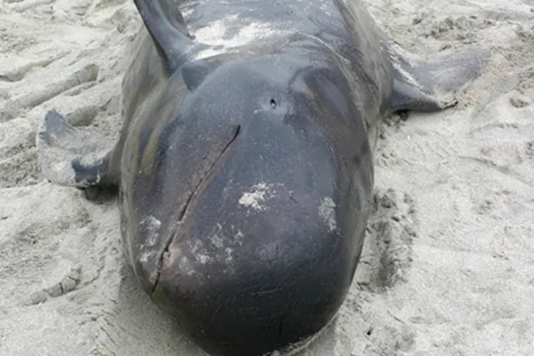 Wildlife authorities seek killer of whale
