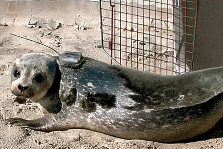 Tracking a rehabilitated seal