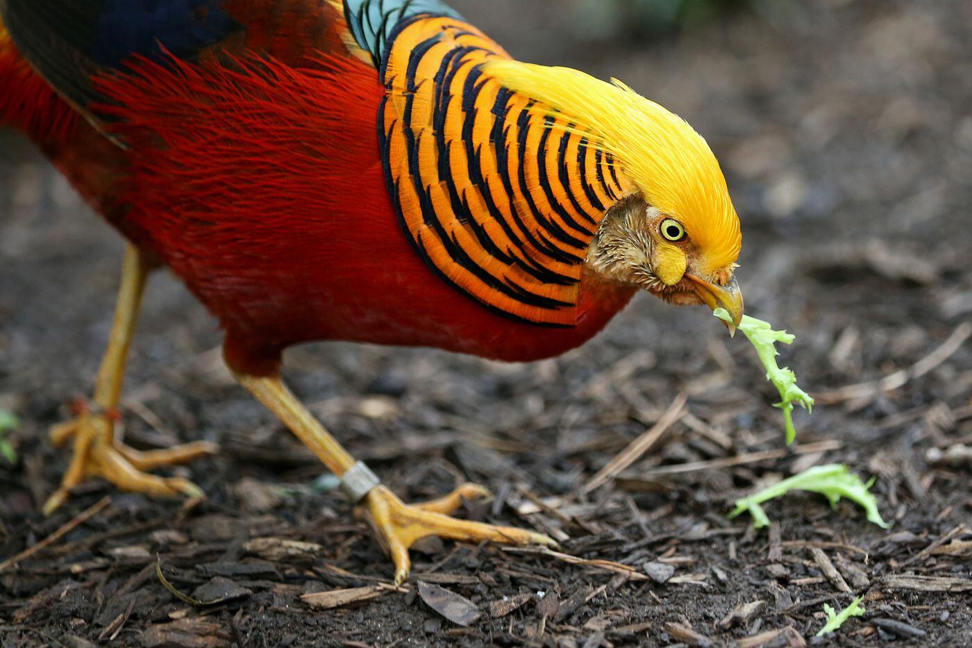 Camden County feeds the primates, the birds and more at Philly’s zoo